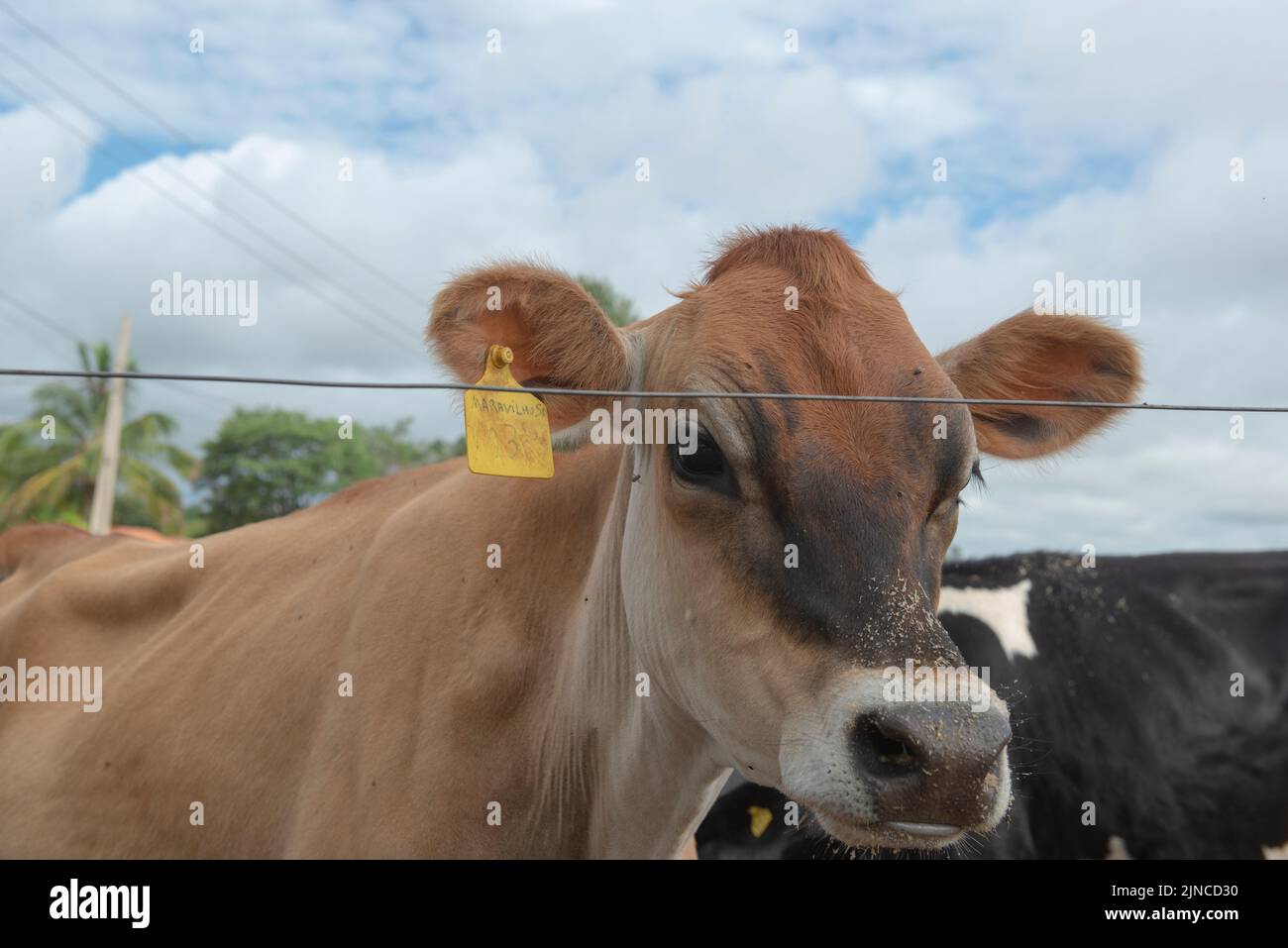 Close up of cow on Brazilian farm. Beef cattle, Ox resulting from the ...