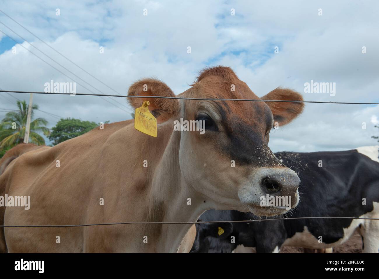 Close up of cow on Brazilian farm. Beef cattle, Ox resulting from the ...
