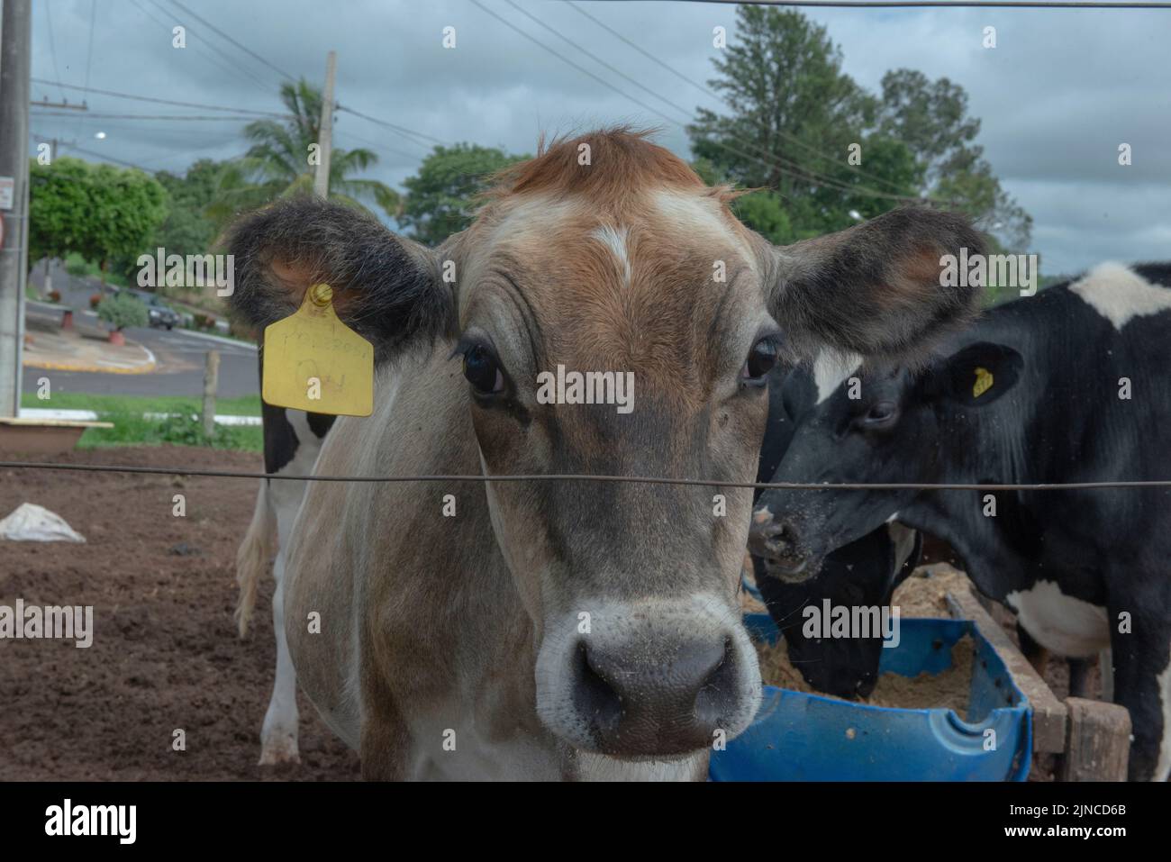 Close up of cow on Brazilian farm. Beef cattle, Ox resulting from the ...