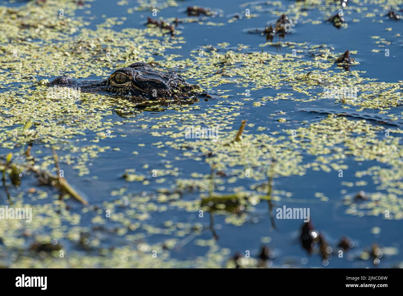 Florida alligator beach hi-res stock photography and images - Alamy