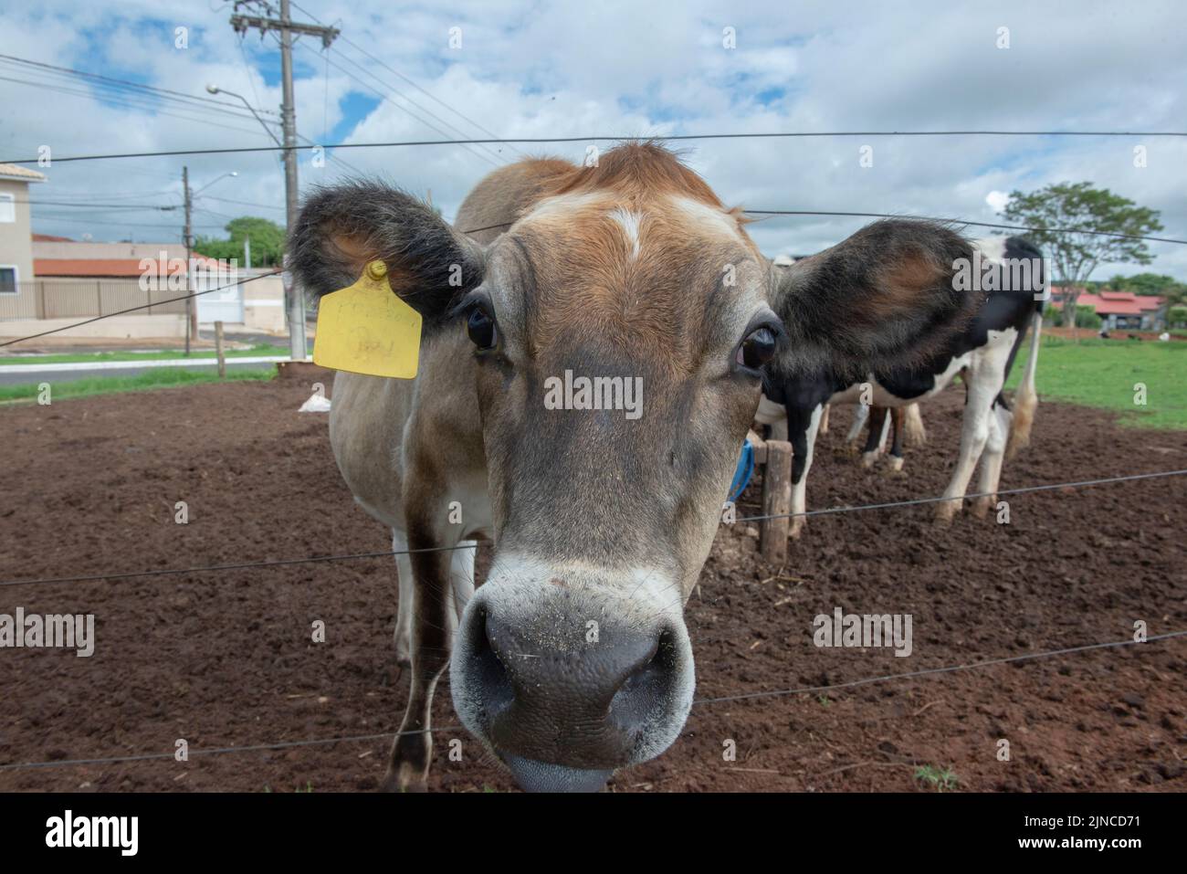 Close up of cow on Brazilian farm. Beef cattle, Ox resulting from the ...