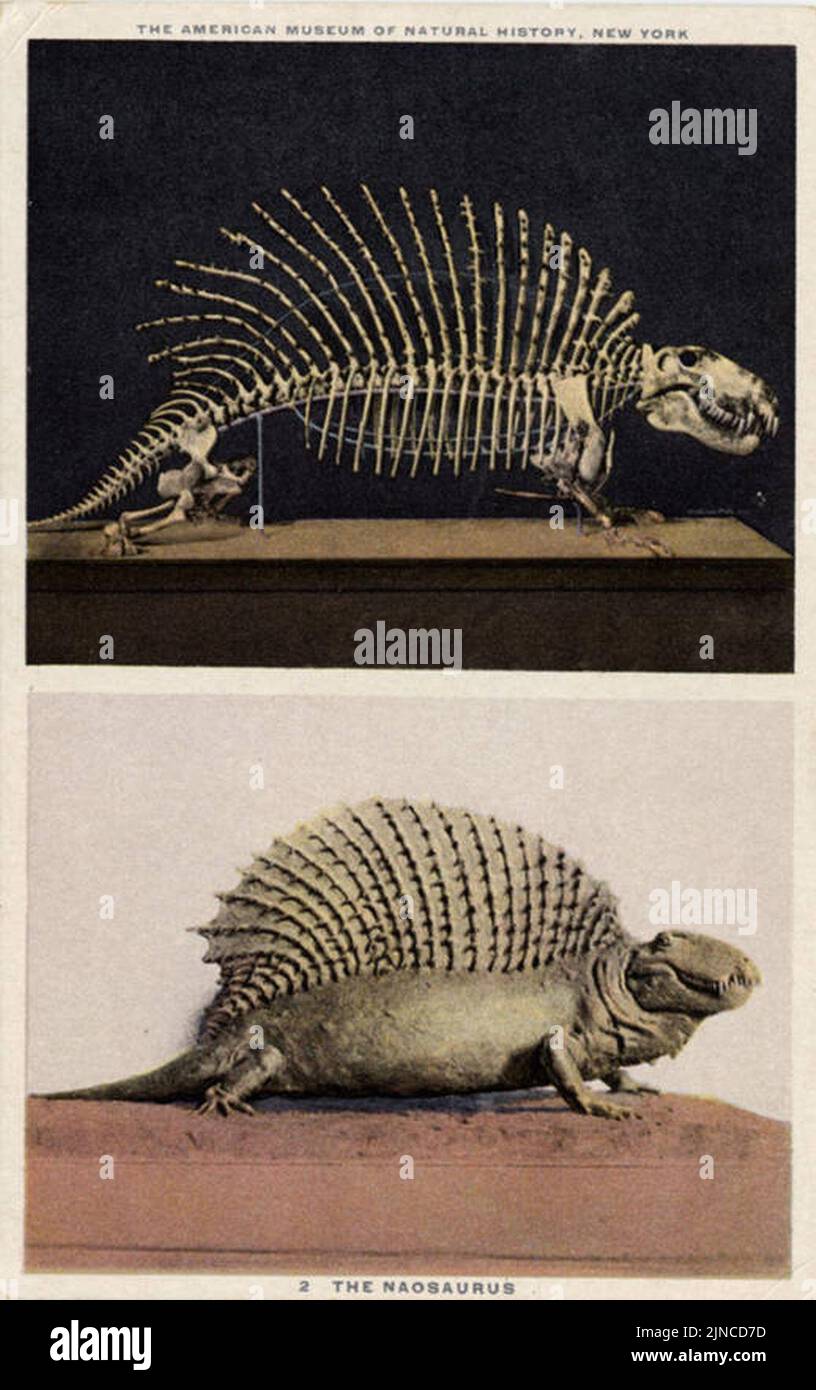 The American Museum of Natural History, 2, The Naosaurus Stock Photo ...