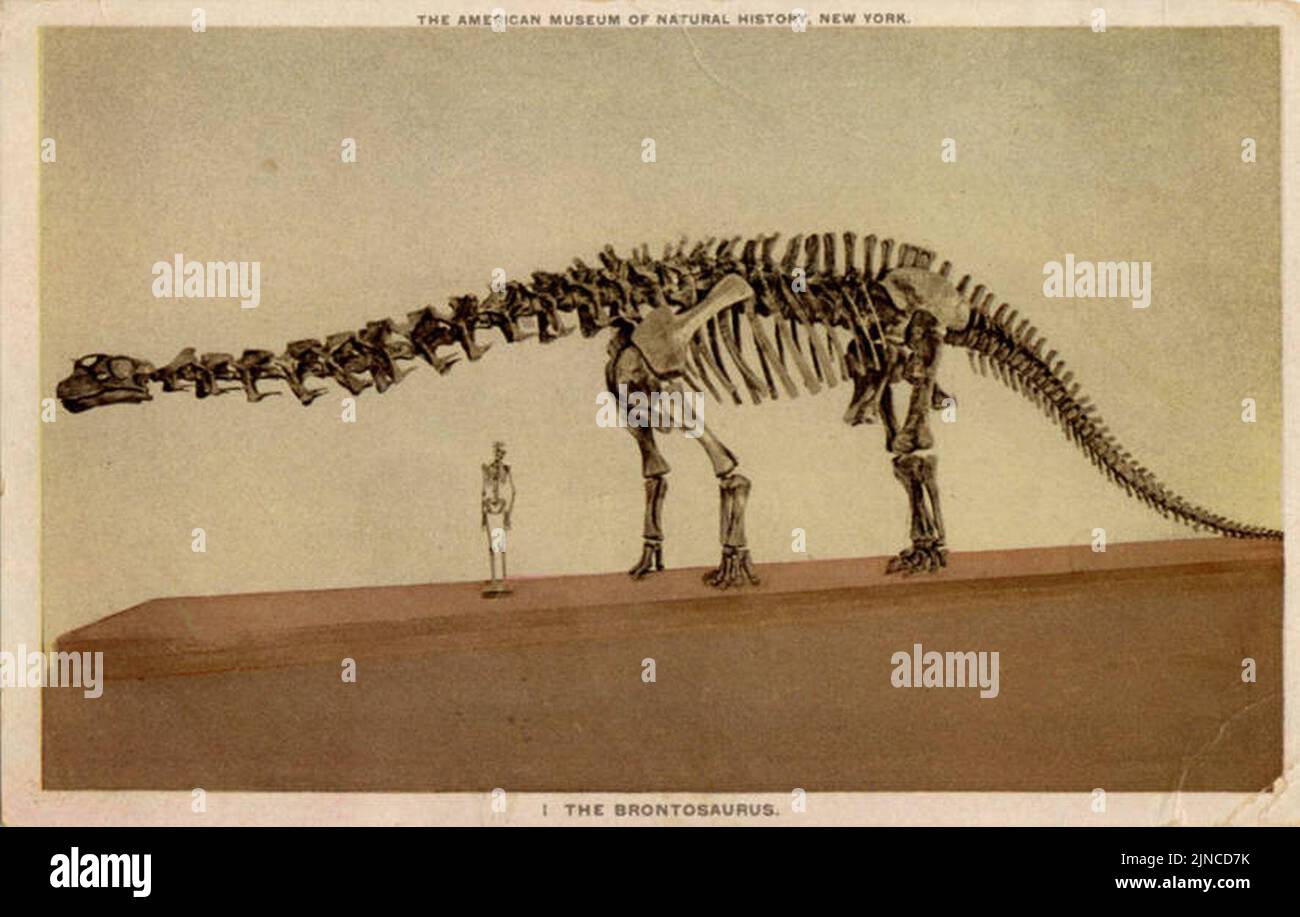 The American Museum of Natural History, 1, The Brontosaurus Stock Photo ...