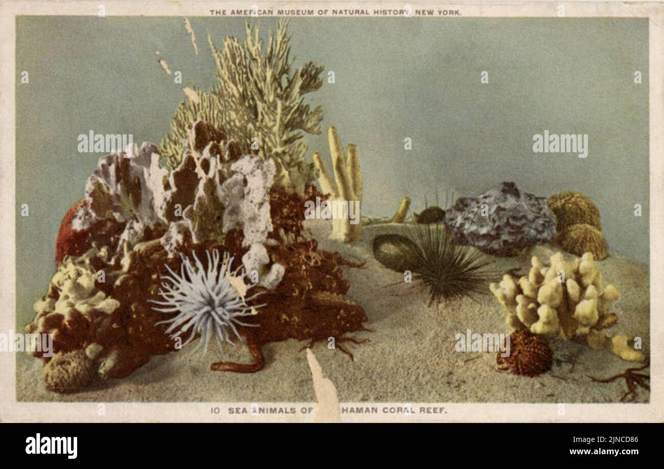 The American Museum of Natural History, 10, Sea Animals of Bahaman ...
