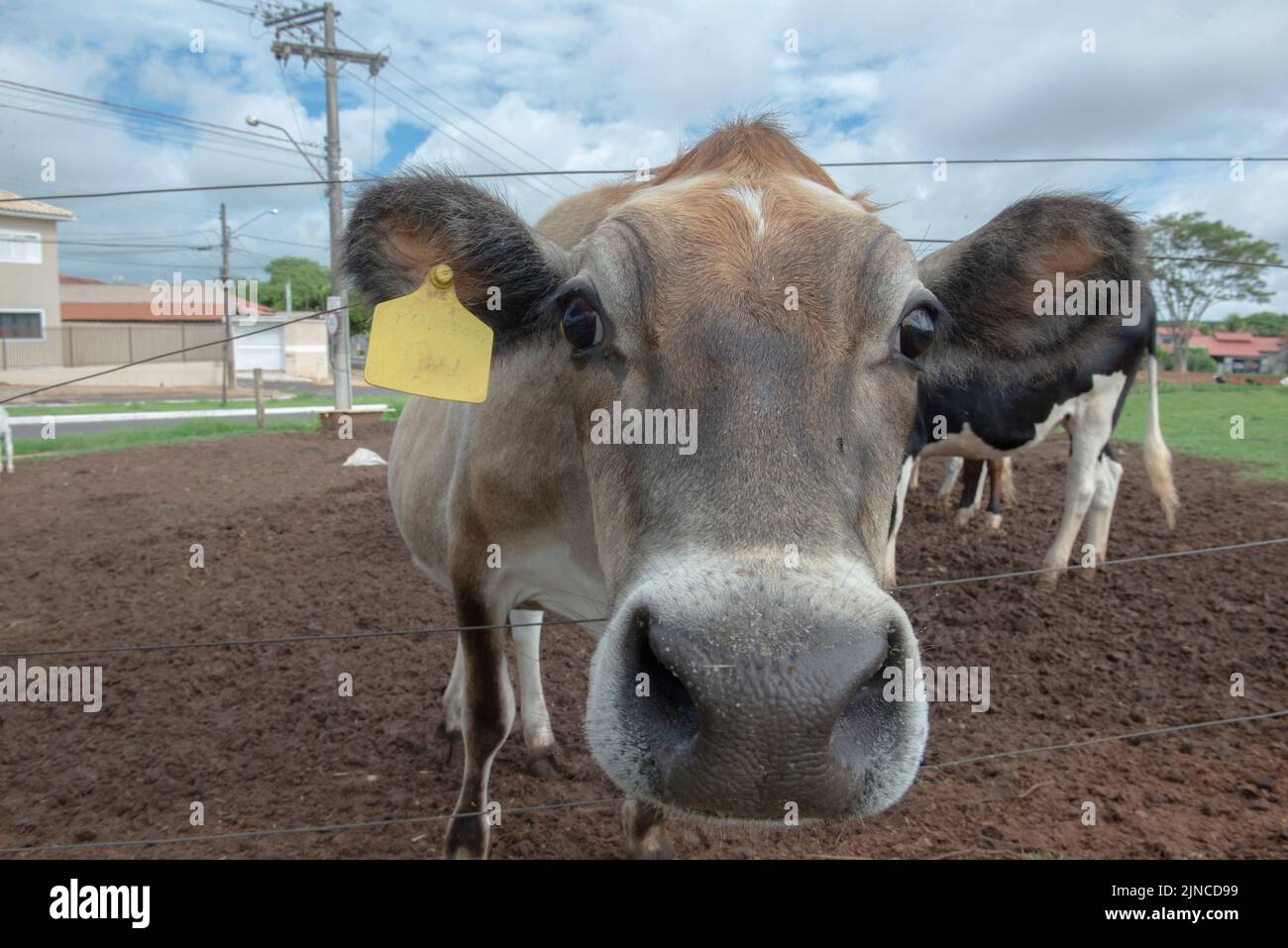 Close up of cow on Brazilian farm. Beef cattle, Ox resulting from the ...