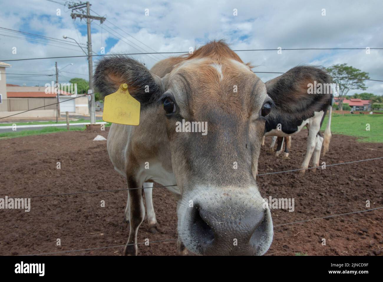 Close up of cow on Brazilian farm. Beef cattle, Ox resulting from the ...