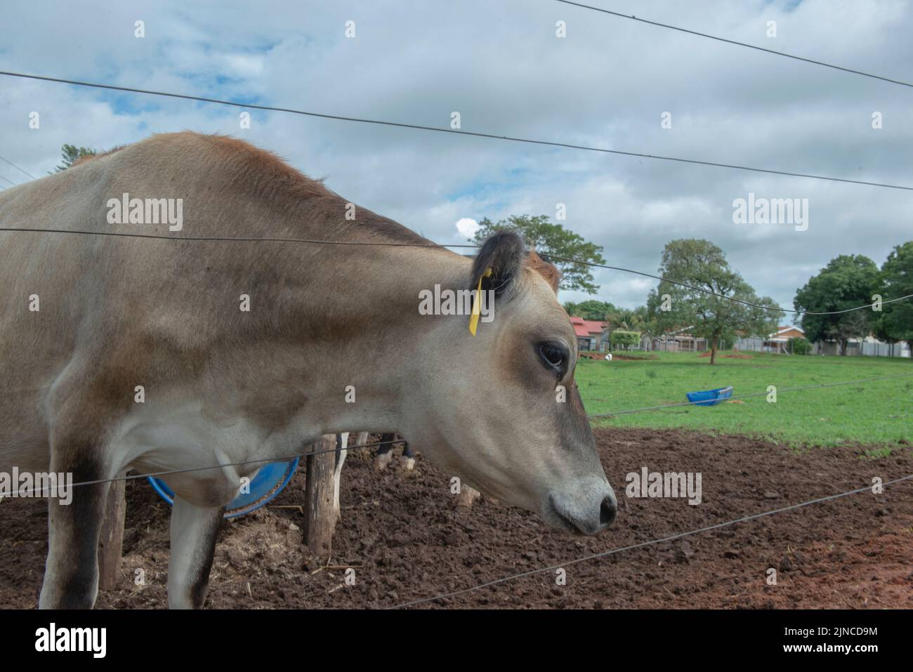 Close up of cow on Brazilian farm. Beef cattle, Ox resulting from the ...