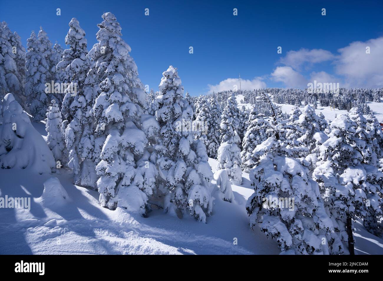 beautiful pine tree cover with snow in the uludag mountain Stock Photo ...