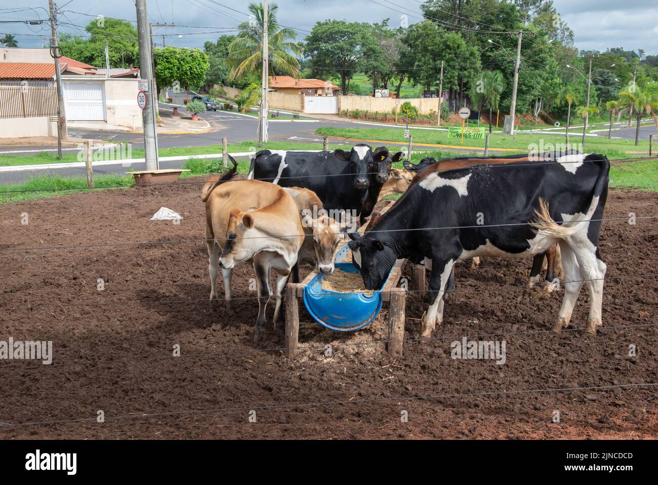 Cows eating from trough made of blue plastic barrels. Cows of different breeds being bred ...
