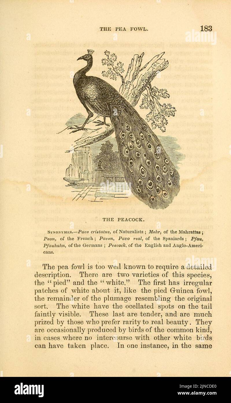 The American poultry yard (Page 183 Stock Photo - Alamy