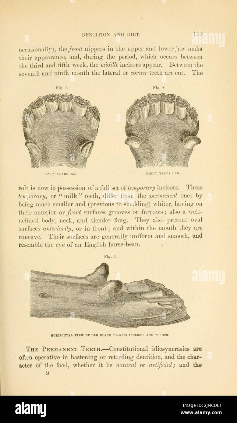 The American reformed horse book (Page 129 Stock Photo - Alamy