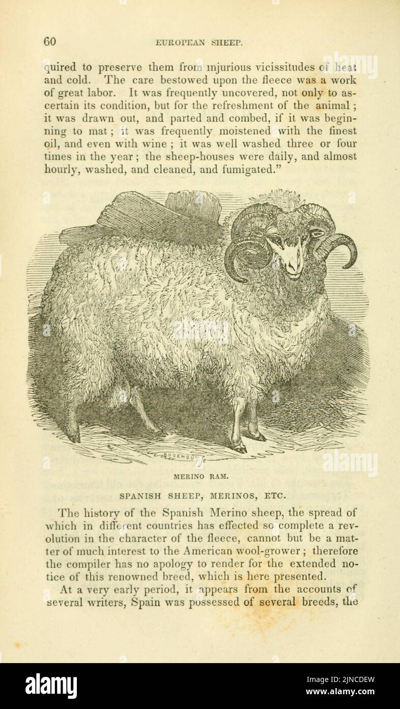 The American shepherd (Page 60 Stock Photo - Alamy