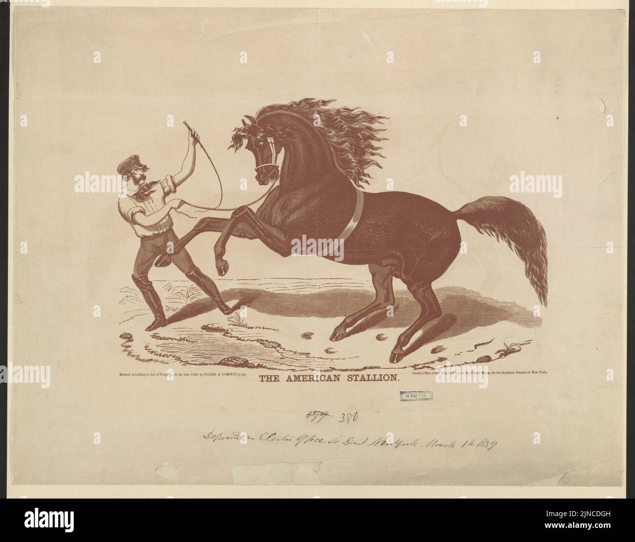 The American stallion Stock Photo - Alamy