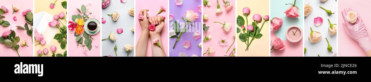Collage with beautiful pink roses Stock Photo - Alamy