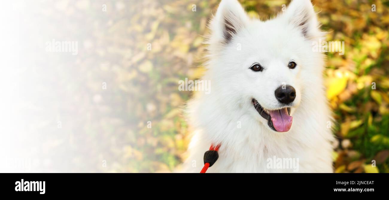 Cute Samoyed dog in autumn park. Banner for design Stock Photo - Alamy