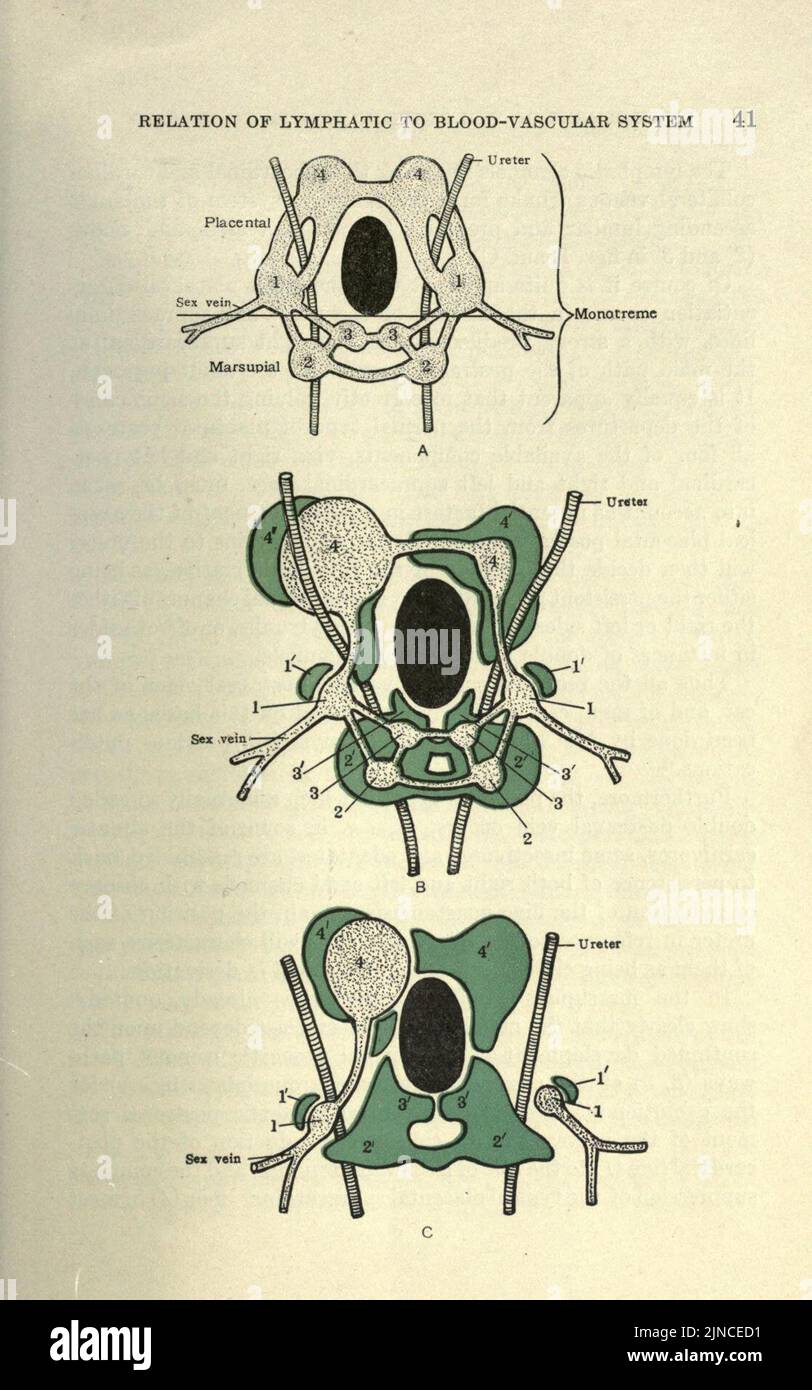 The anatomy and development of the systemic lymphatic vessels in the ...