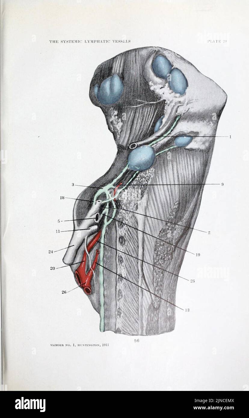 The anatomy and development of the systemic lymphatic vessels in the ...