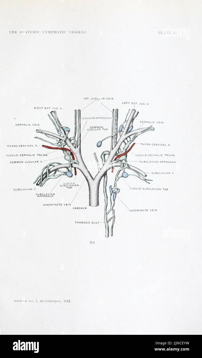 The anatomy and development of the systemic lymphatic vessels in the ...