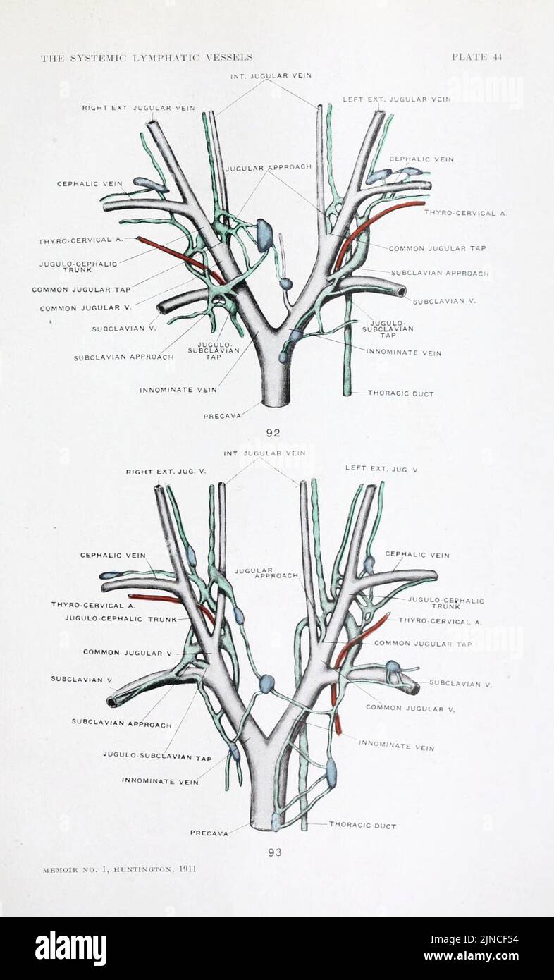 The anatomy and development of the systemic lymphatic vessels in the ...