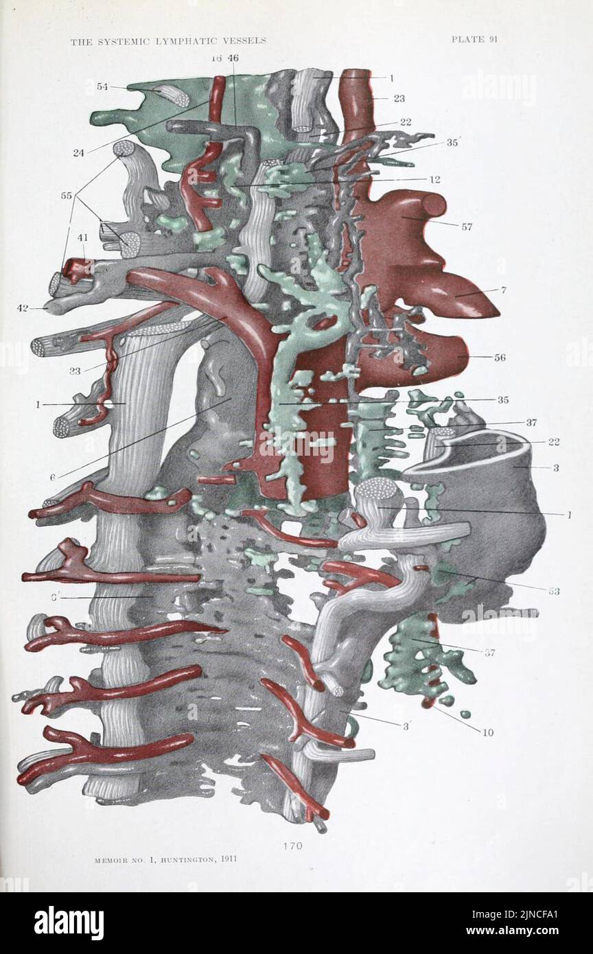 The anatomy and development of the systemic lymphatic vessels in the ...