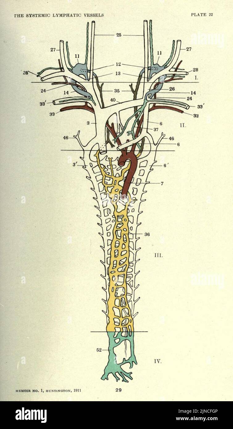 The anatomy and development of the systemic lymphatic vessels in the ...