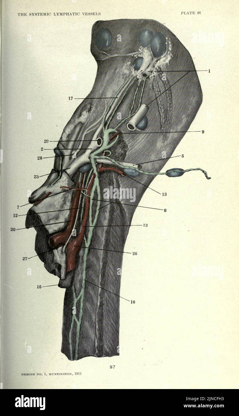 The anatomy and development of the systemic lymphatic vessels in the ...