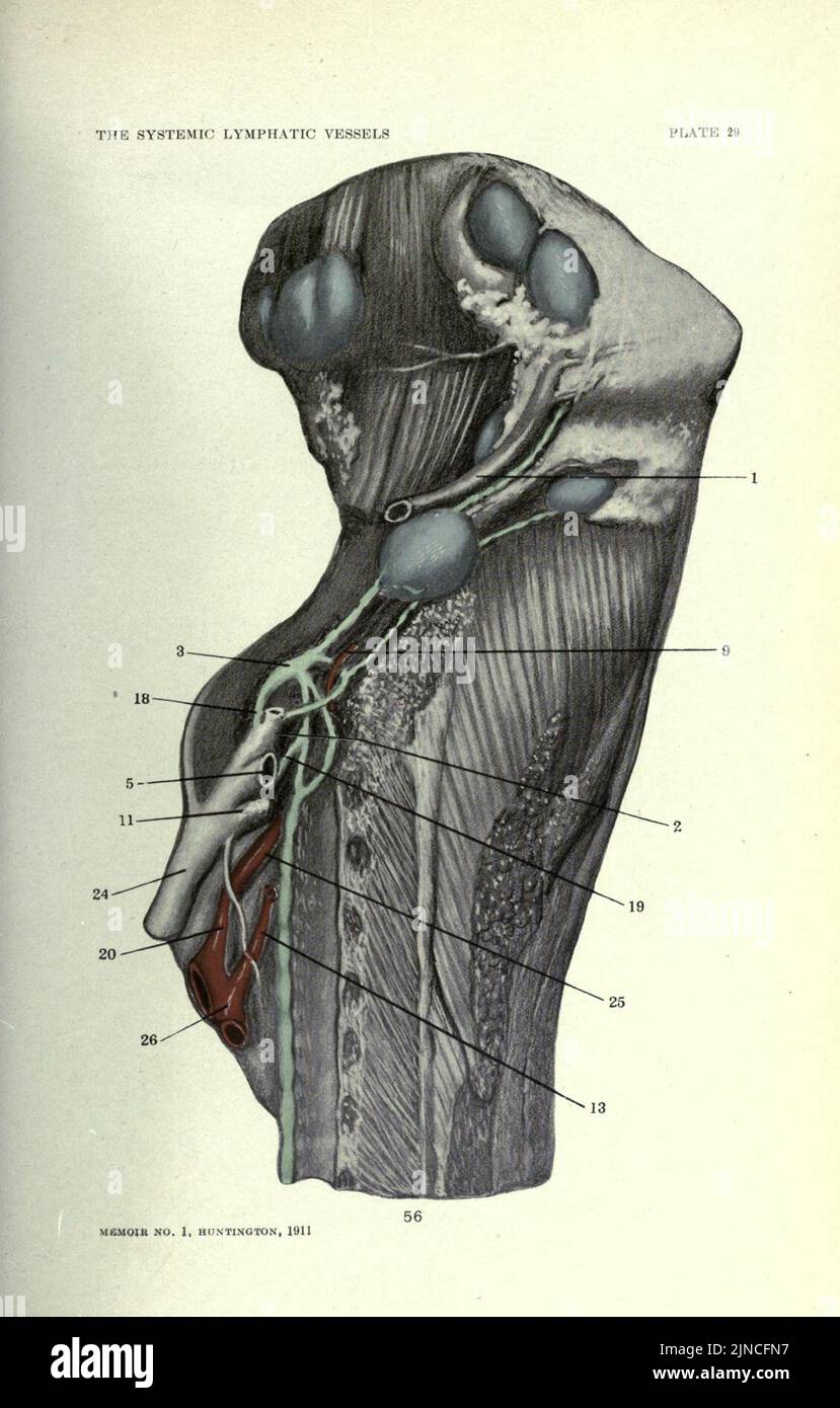 The anatomy and development of the systemic lymphatic vessels in the ...