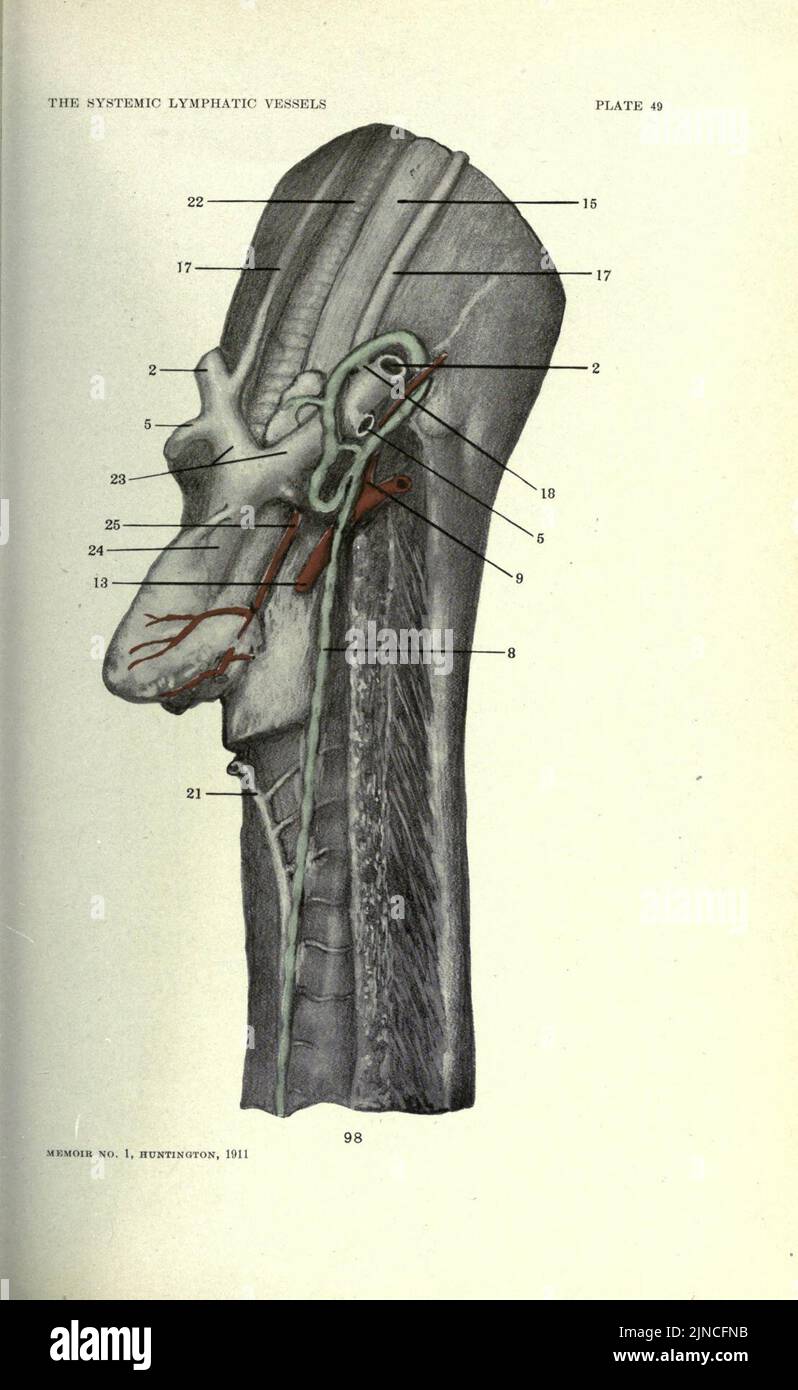 The anatomy and development of the systemic lymphatic vessels in the ...