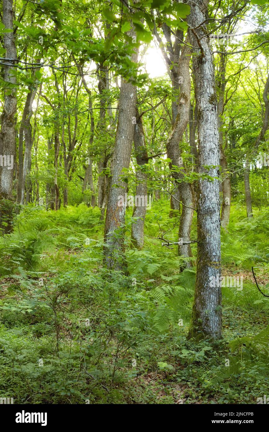 Danish forest in springtime. Hardwood forest uncultivated - DenmarkA ...
