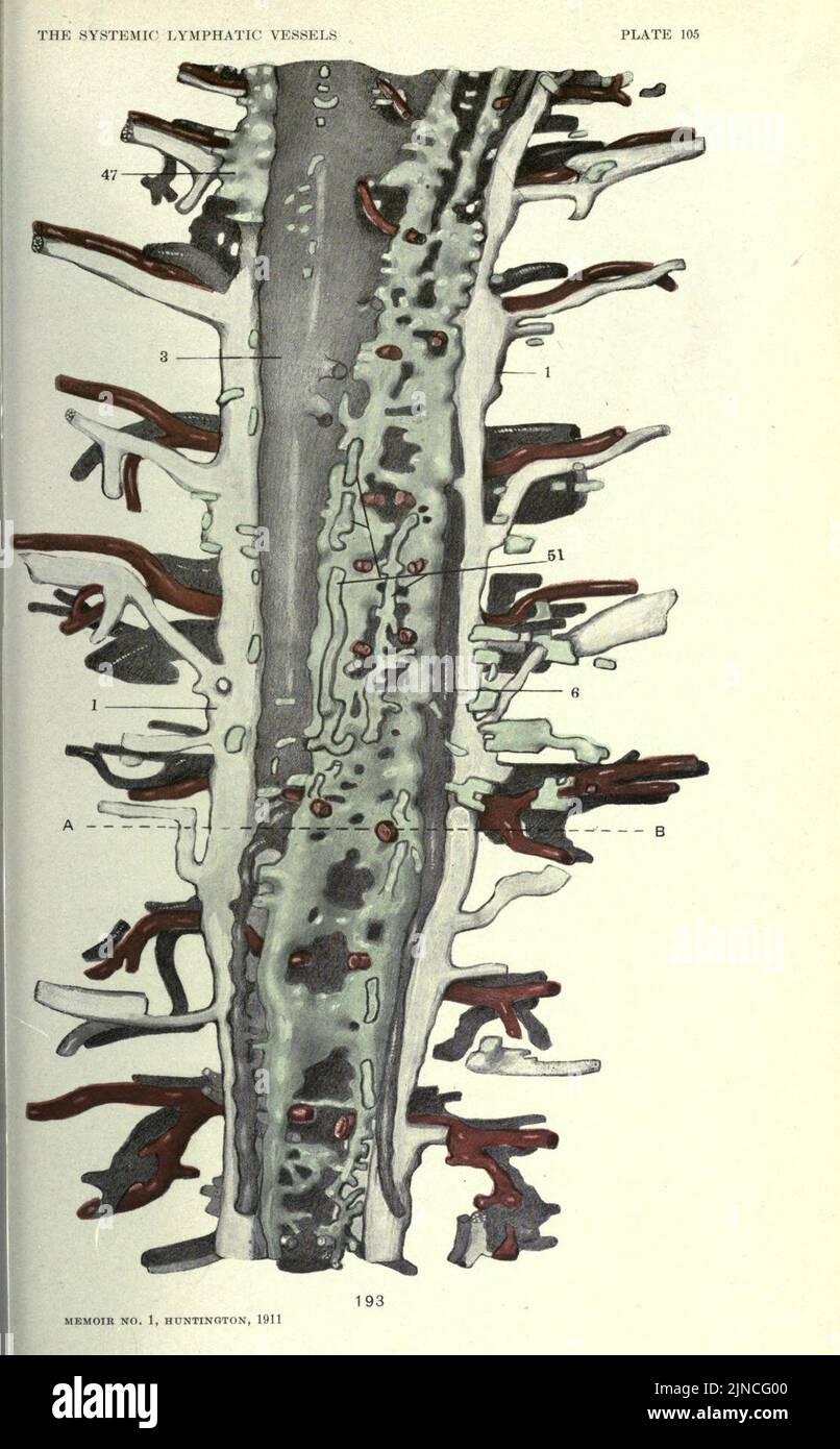 The anatomy and development of the systemic lymphatic vessels in the ...