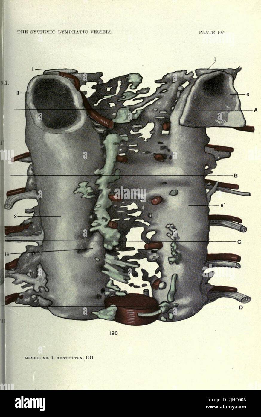 The anatomy and development of the systemic lymphatic vessels in the ...