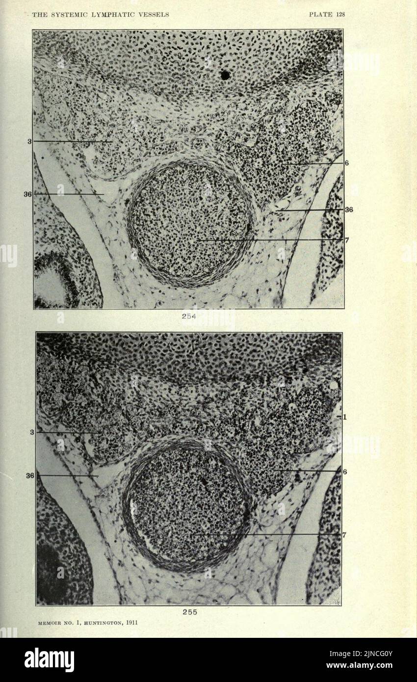 Diagram Of Cats Lymphatic System Animation Of A Cat's Lympha