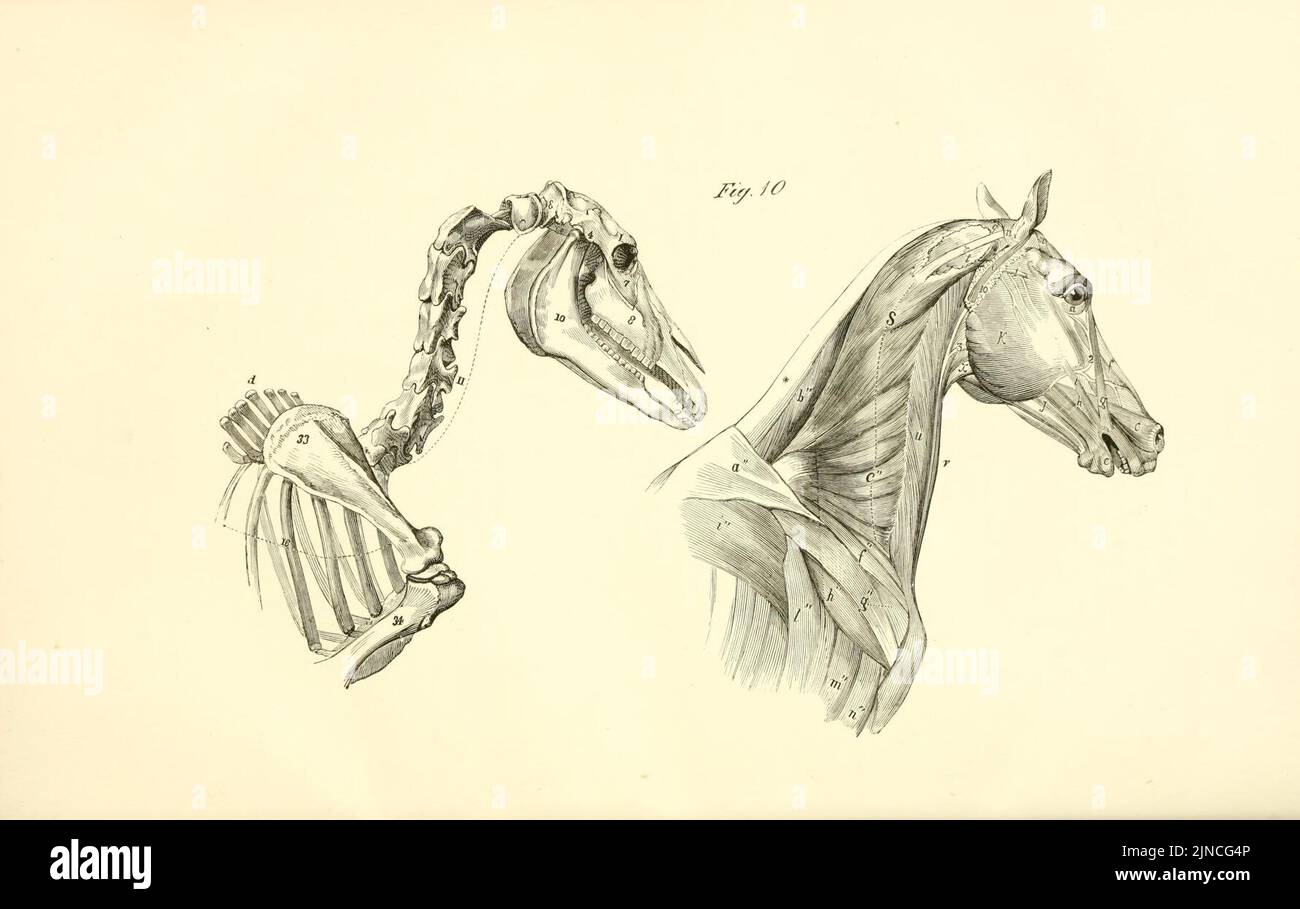 Horse Anatomy And Physiology at Jessica Nicosia blog