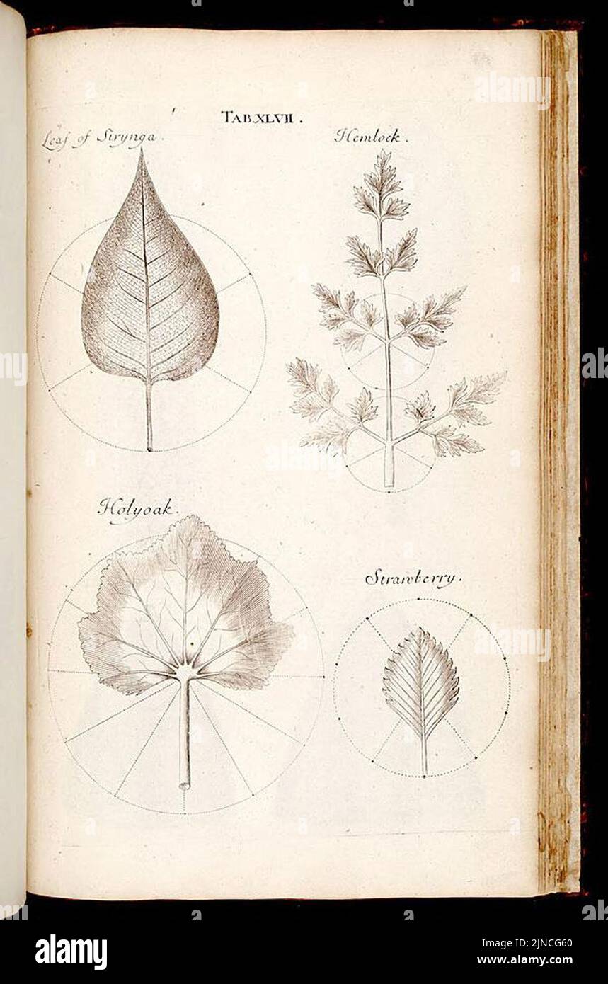 The anatomy of plants (Tab. 47 Stock Photo - Alamy