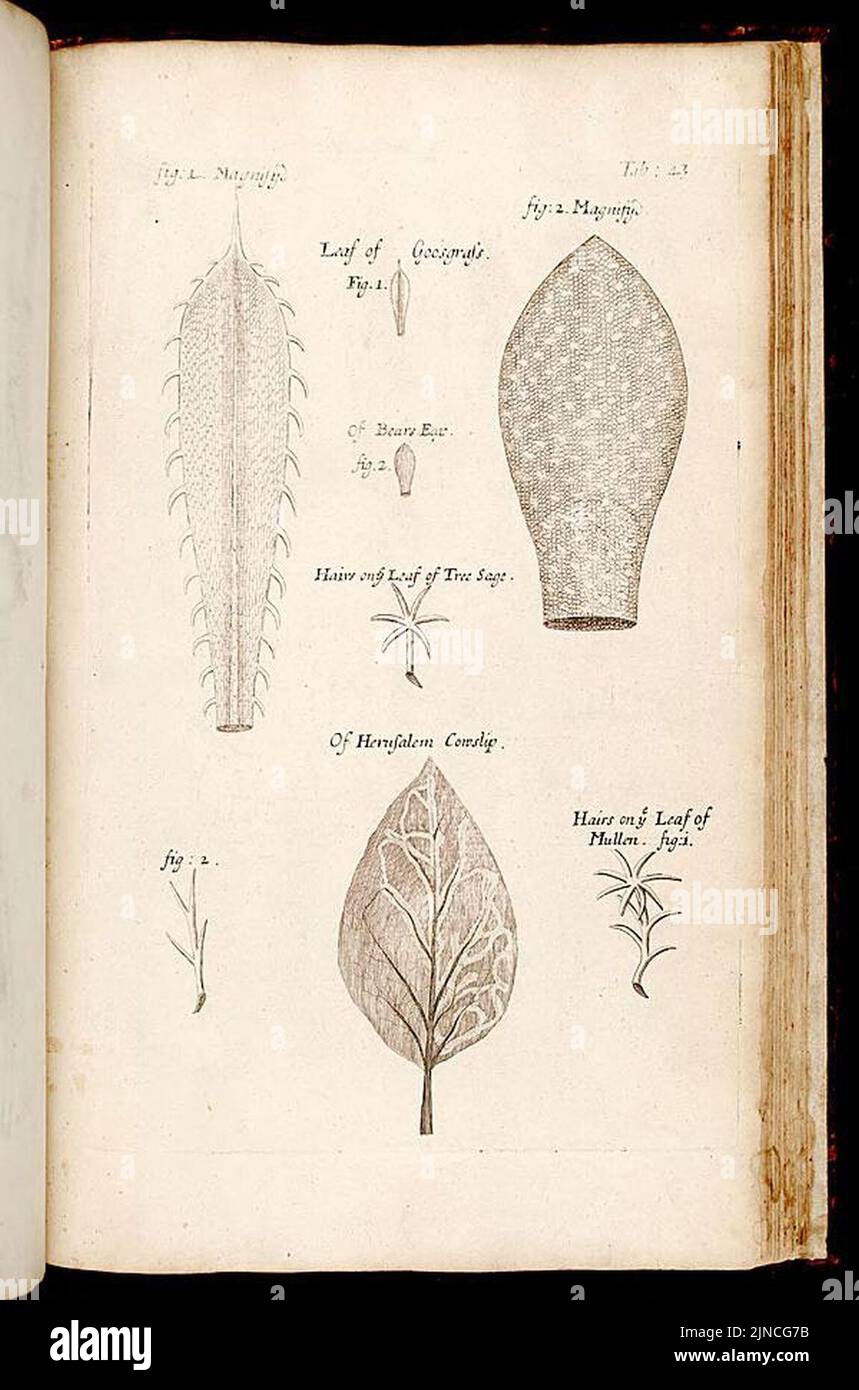 The anatomy of plants (Tab. 43 Stock Photo - Alamy