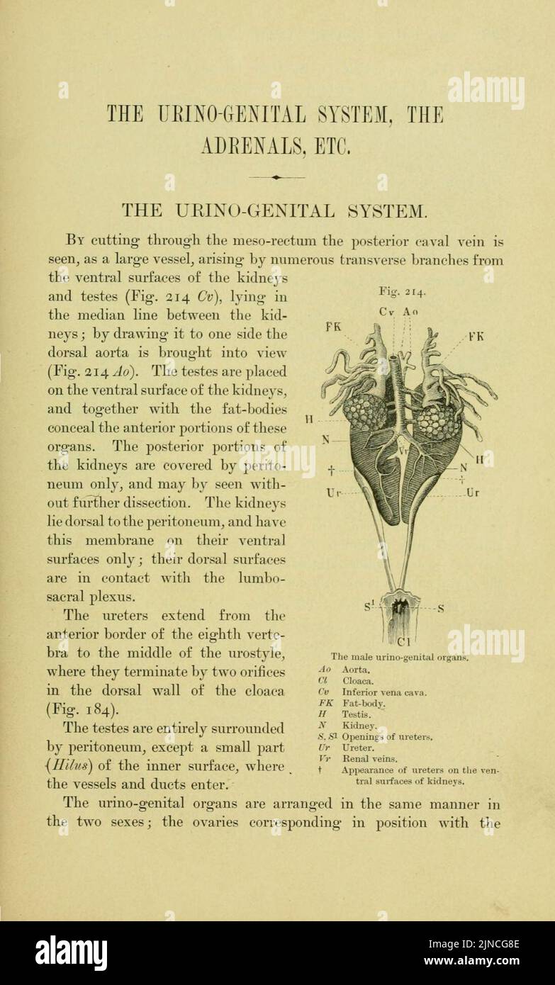 The anatomy of the frog (Page (331), Fig. 214 Stock Photo - Alamy