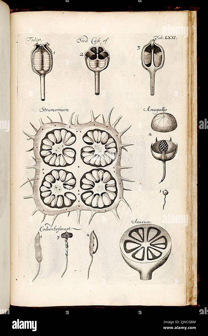 The anatomy of plants (Tab. 71 Stock Photo - Alamy