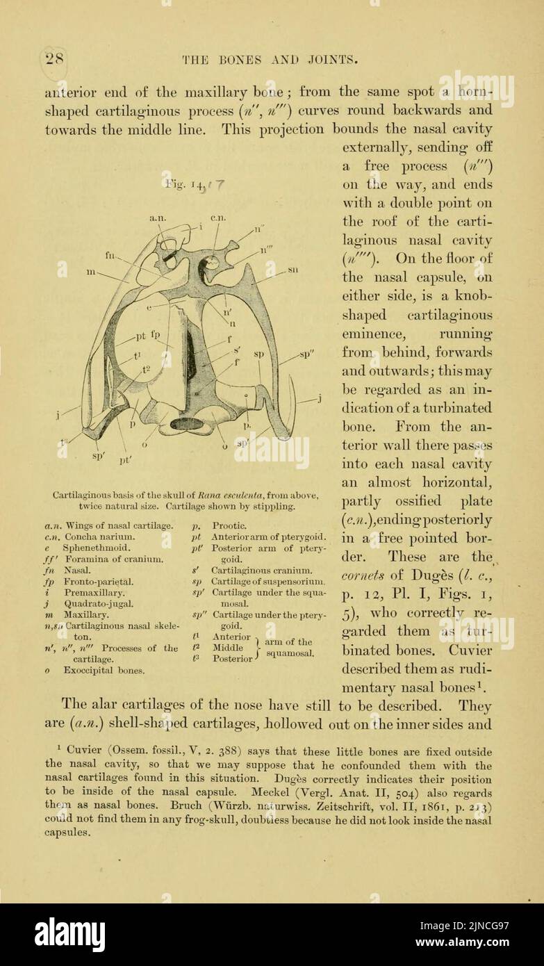 The anatomy of the frog (Page 28, Fig. 14 Stock Photo - Alamy