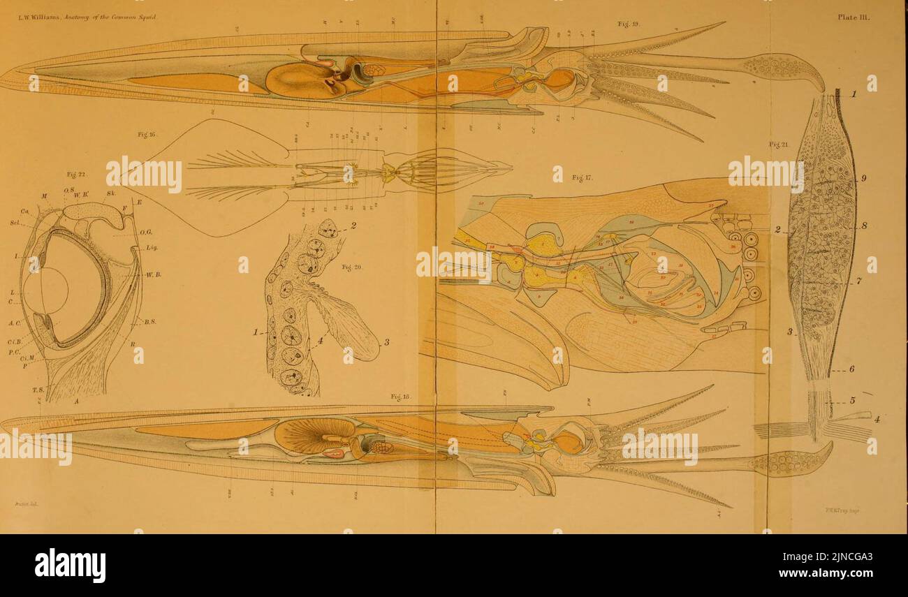 The anatomy of the common squid, Loligo pealii, Lesueur Stock Photo - Alamy