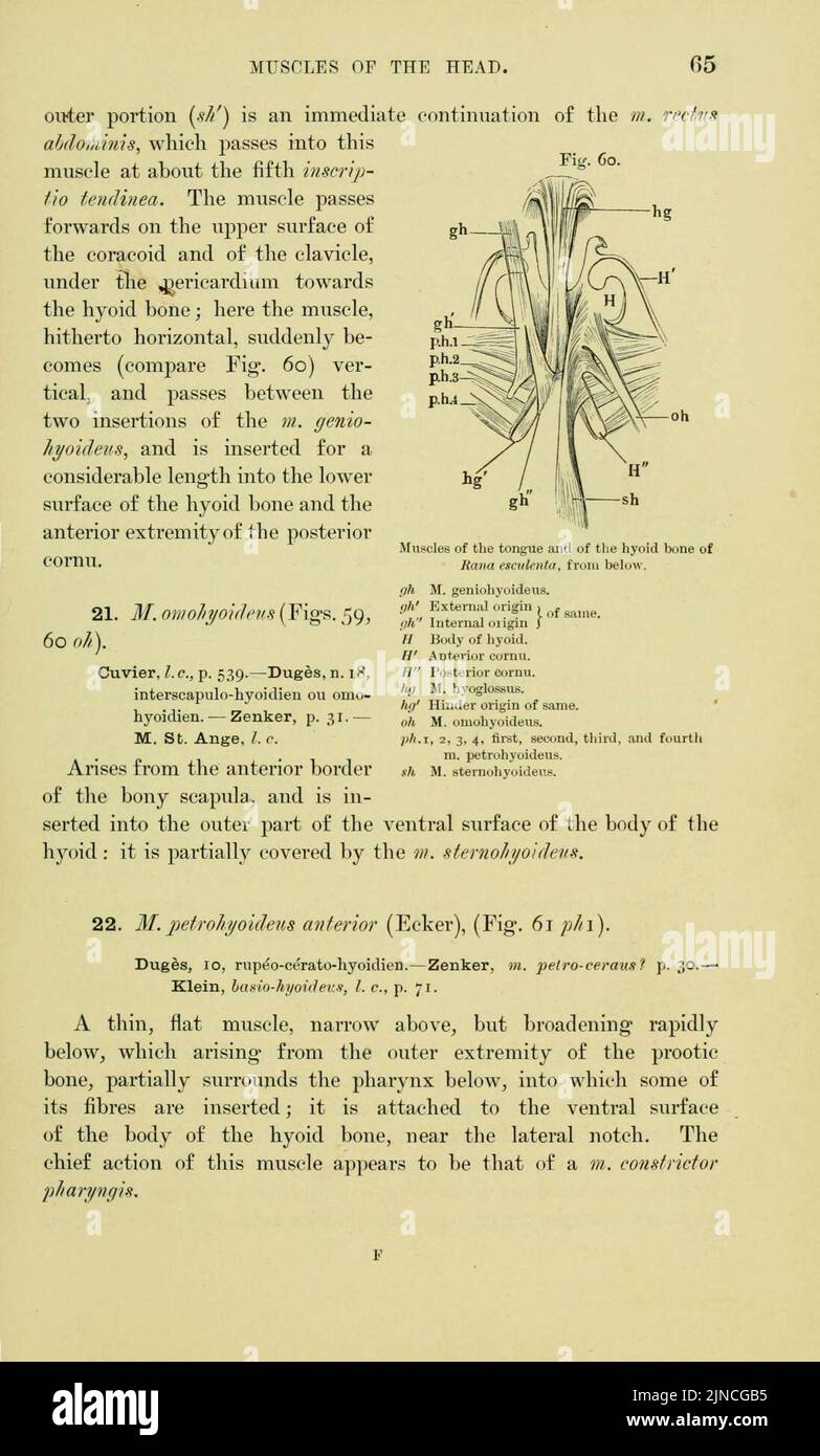 The anatomy of the frog (Page 65, Fig. 60 Stock Photo - Alamy