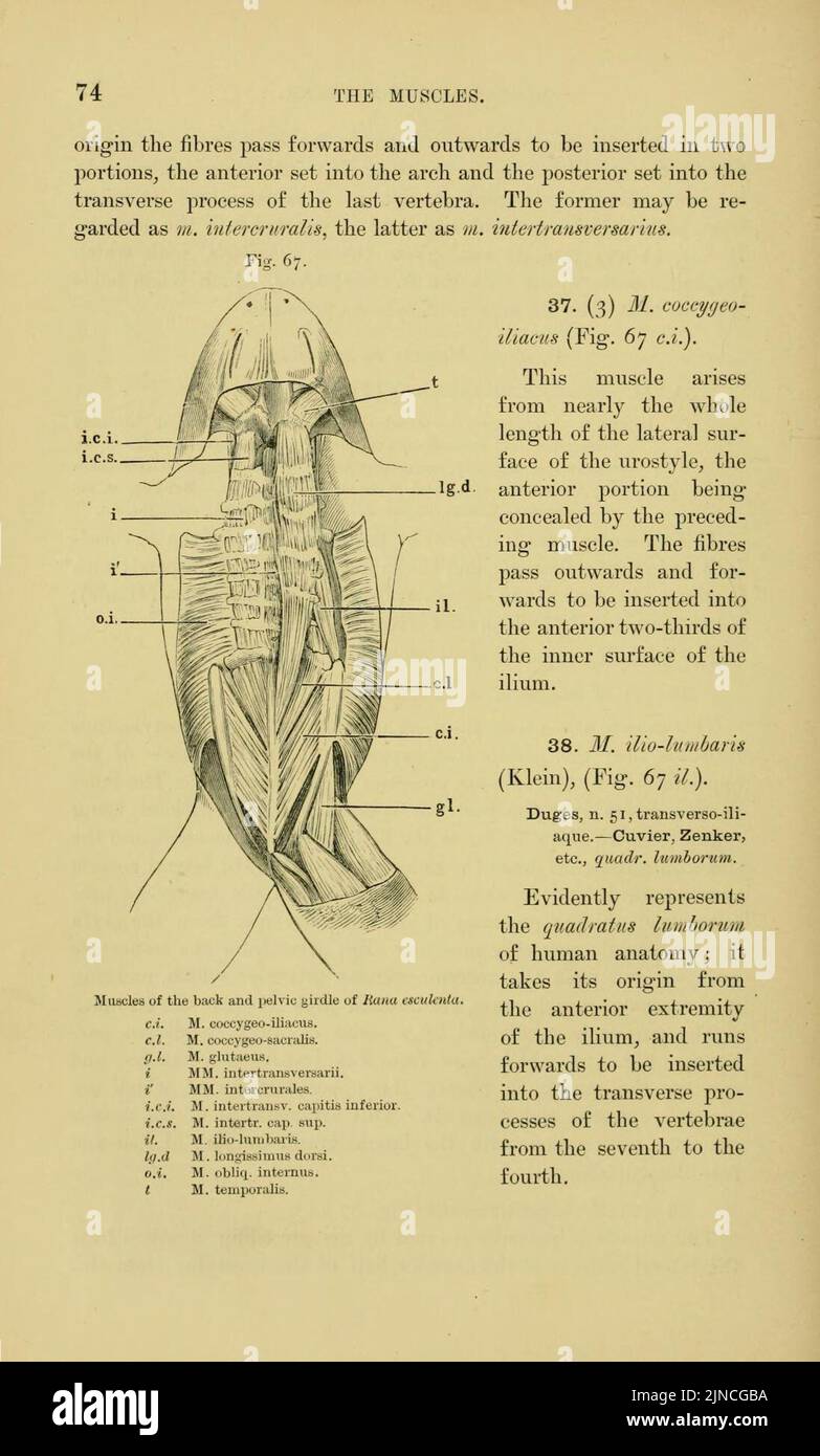 The anatomy of the frog (Page 74, Fig. 67 Stock Photo - Alamy