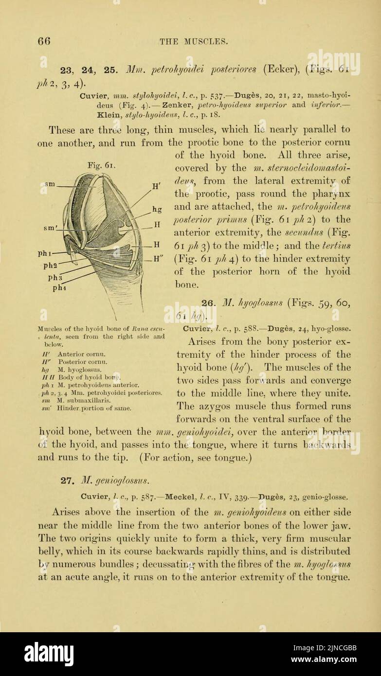 The anatomy of the frog (Page 66, Fig. 61 Stock Photo - Alamy