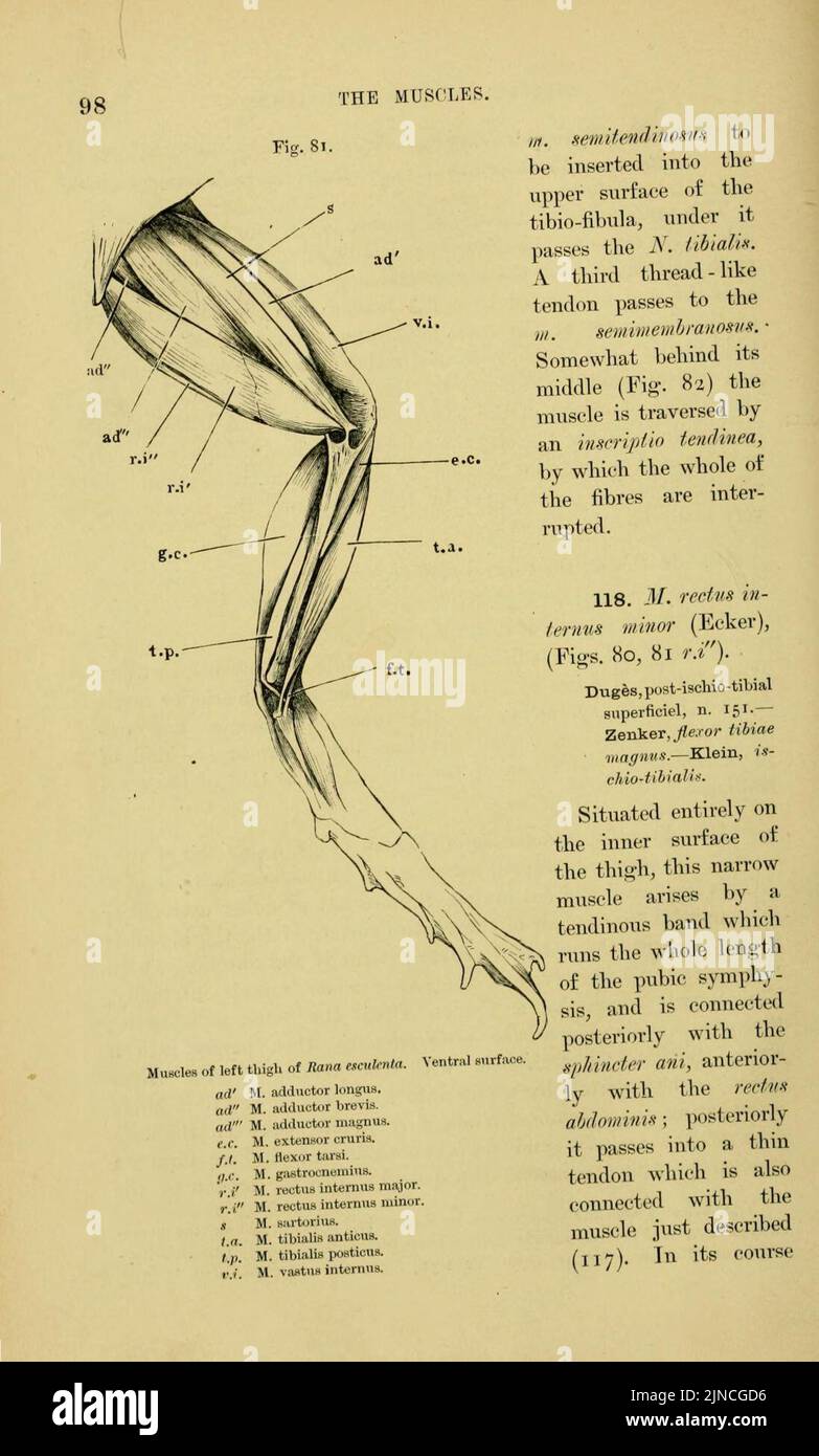 The anatomy of the frog (Page 98, Fig. 81 Stock Photo - Alamy