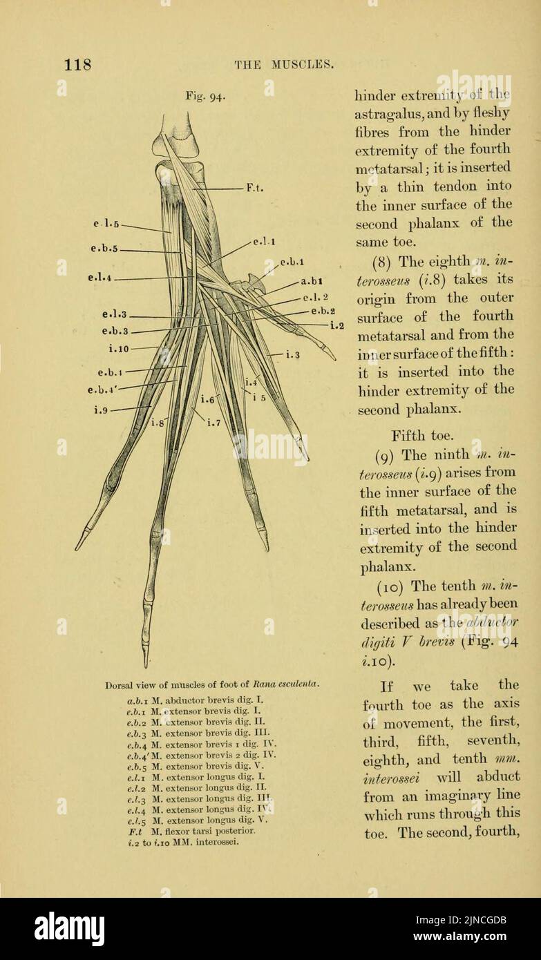 The anatomy of the frog (Page 118, Fig. 94 Stock Photo - Alamy