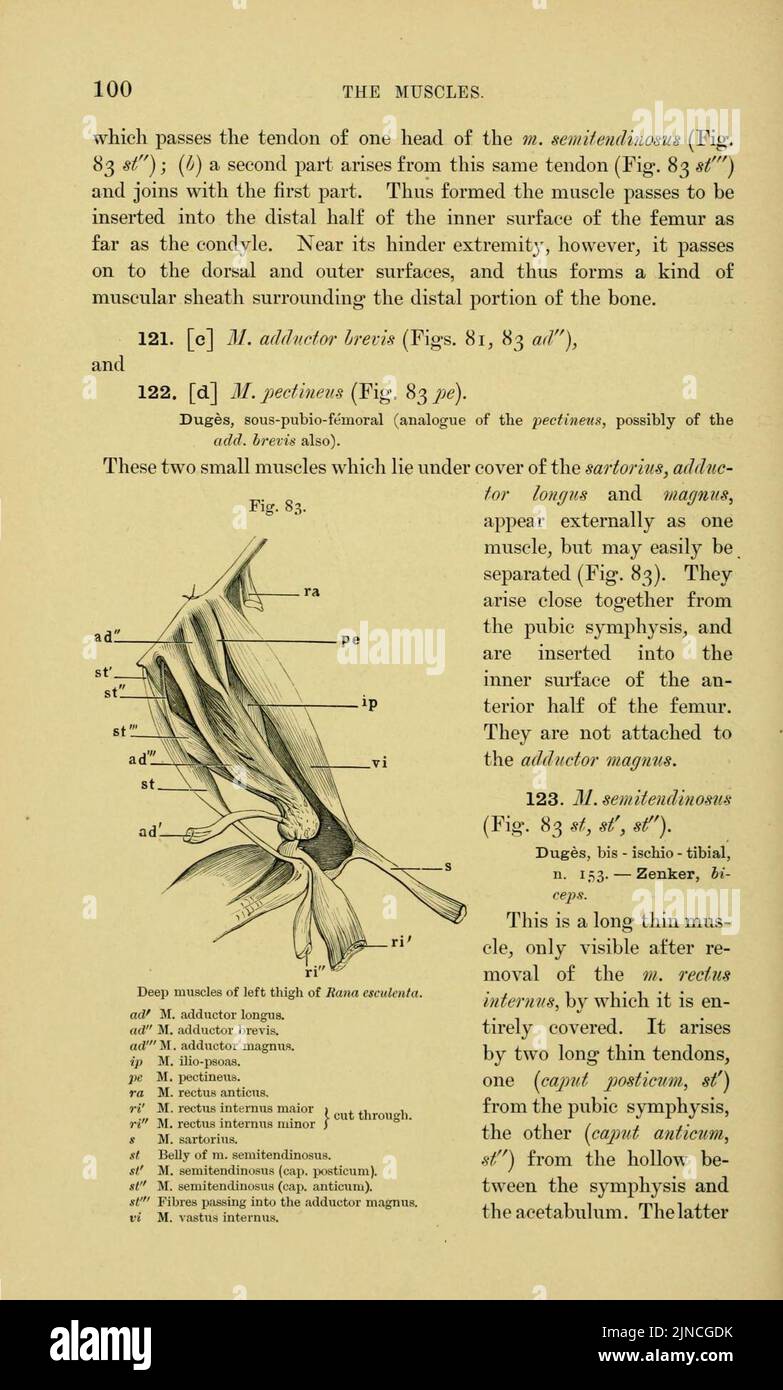 The anatomy of the frog (Page 100, Fig. 83 Stock Photo - Alamy
