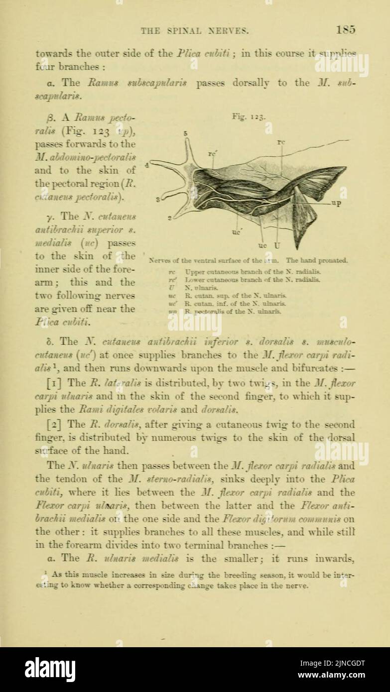 The anatomy of the frog (Page 185, Fig. 123 Stock Photo - Alamy