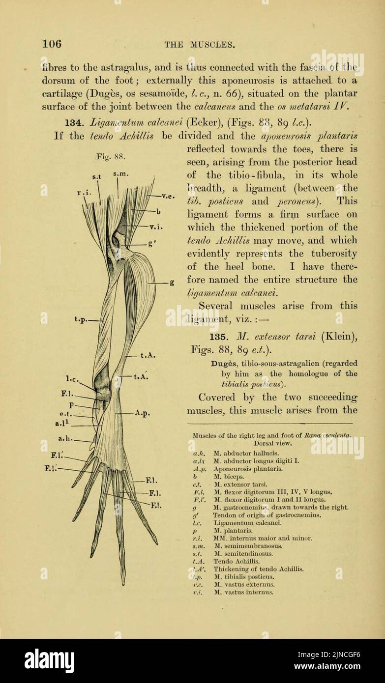 The anatomy of the frog (Page 106, Fig. 88 Stock Photo - Alamy