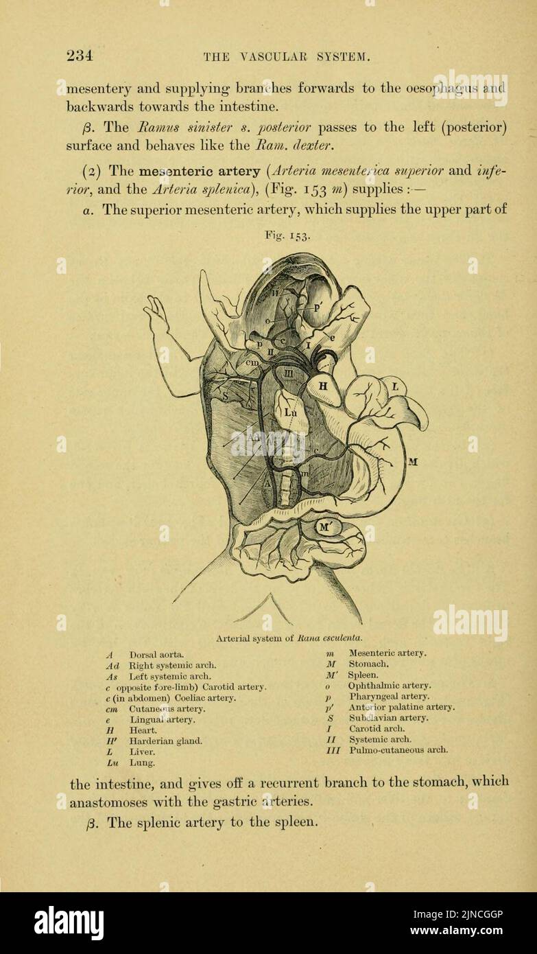 The anatomy of the frog (Page 234, Figs. 153 Stock Photo - Alamy