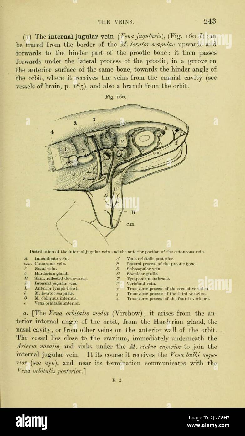 The anatomy of the frog (Page 243, Fig. 160 Stock Photo - Alamy