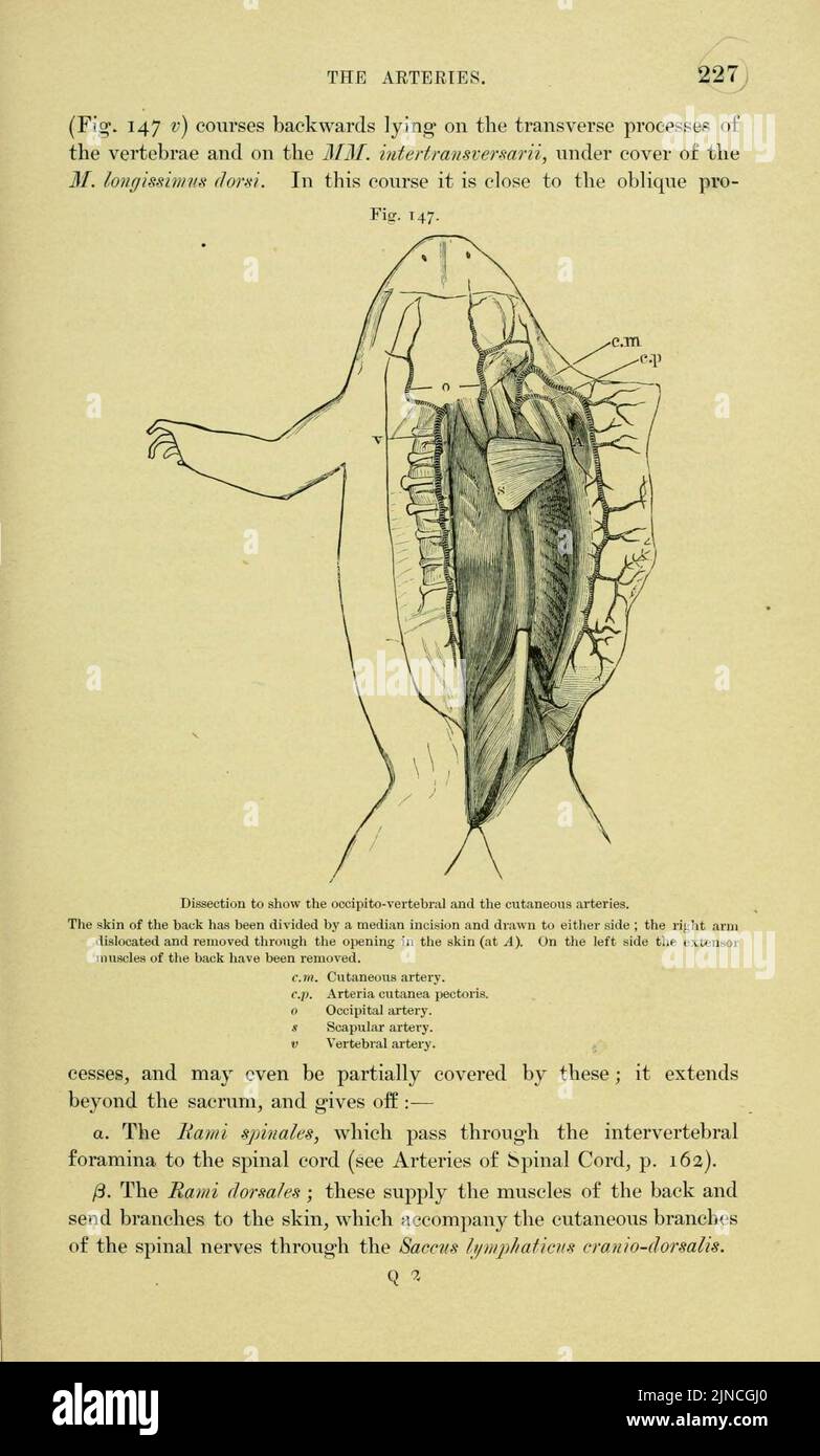 The anatomy of the frog (Page 227, Fig. 147 Stock Photo - Alamy